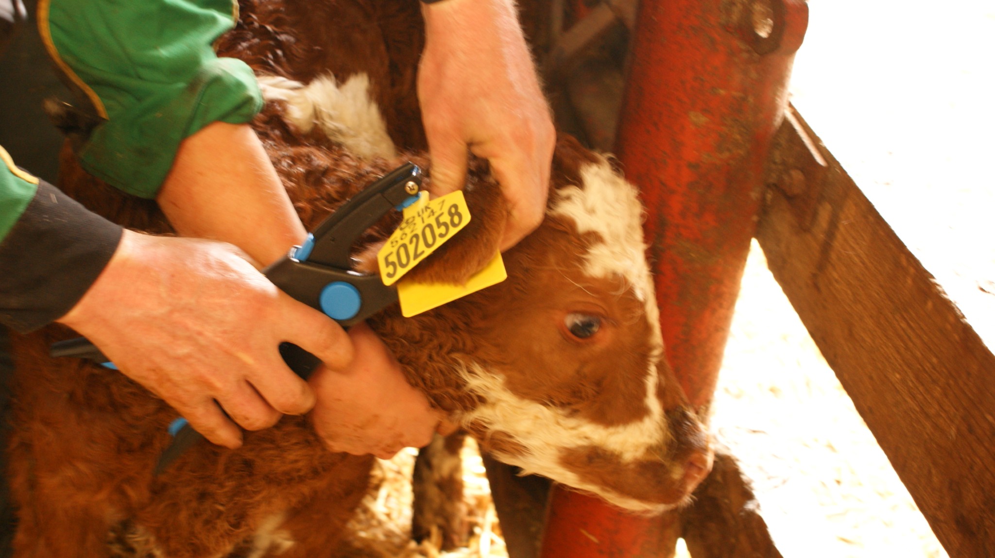 Livestock Tags | CCF